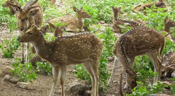 nandankanan-zoo - Travel Holidays India