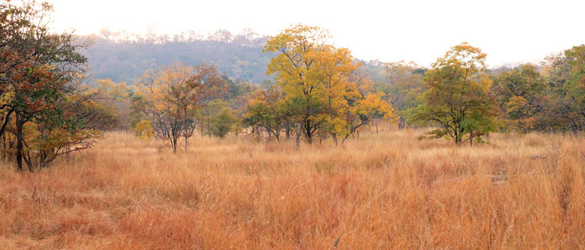 Debrigarh Wildlife Sanctuary - Travel Holidays India