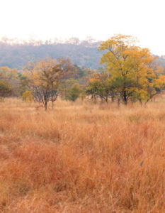 Debrigarh-Wildlife-Sanctuary-odisha - Travel Holidays India