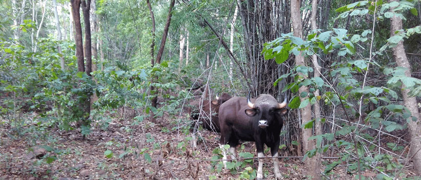 Debrigarh Wildlife Sanctuary - Travel Holidays India