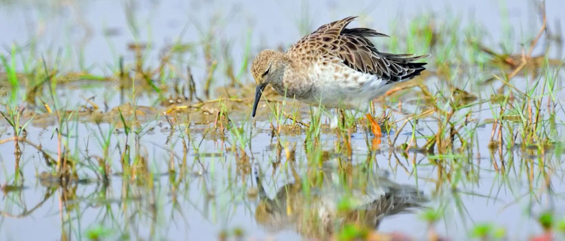 Odisha Wildlife Tours - Odisha Wildlife Tour Packages - Wildlife in Odisha